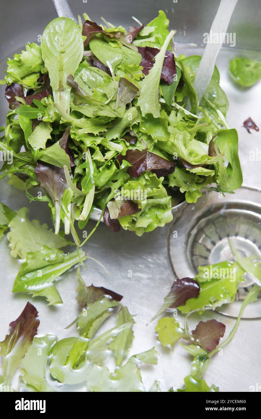 The washing salad in the kitchen sink Stock Photo - Alamy