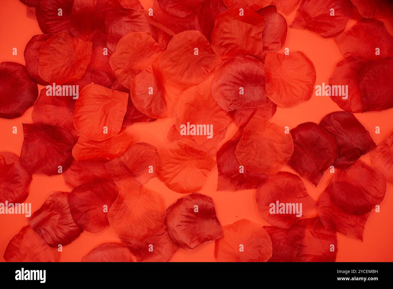 This collection of photographs showcases a vibrant display of red rose ...