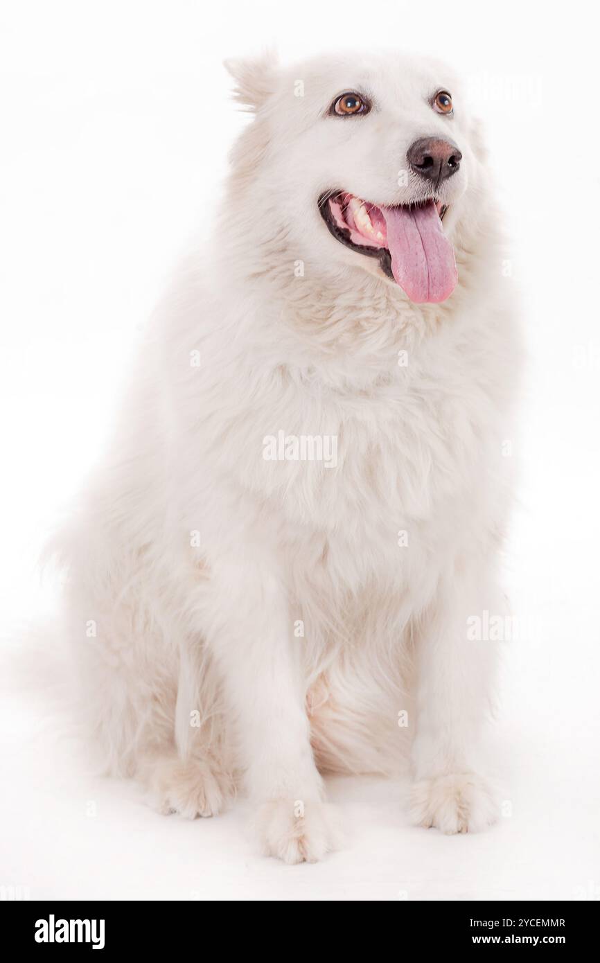 Beautiful big white dog standing hi-res stock photography and images ...