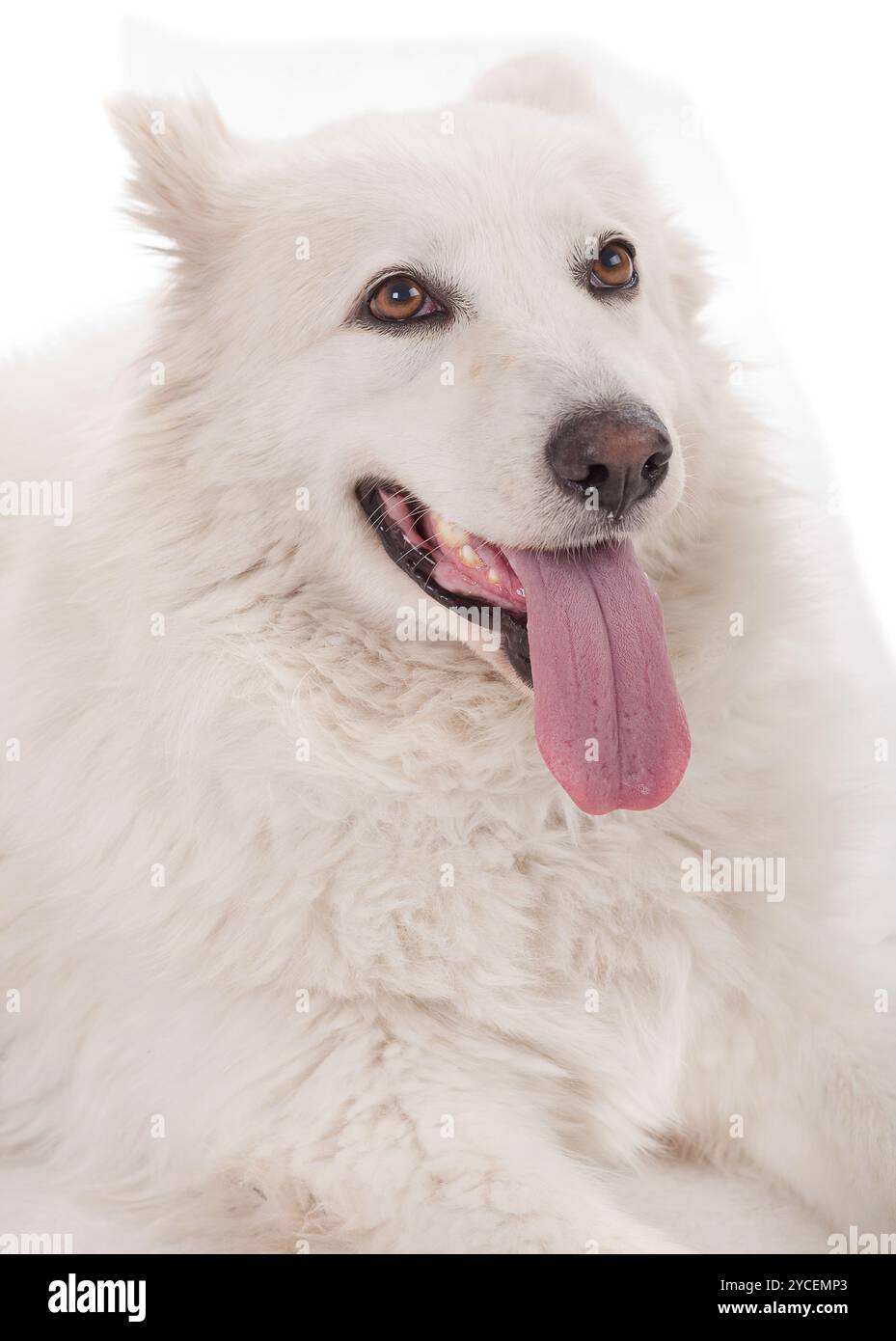 Cut dog hi-res stock photography and images - Alamy