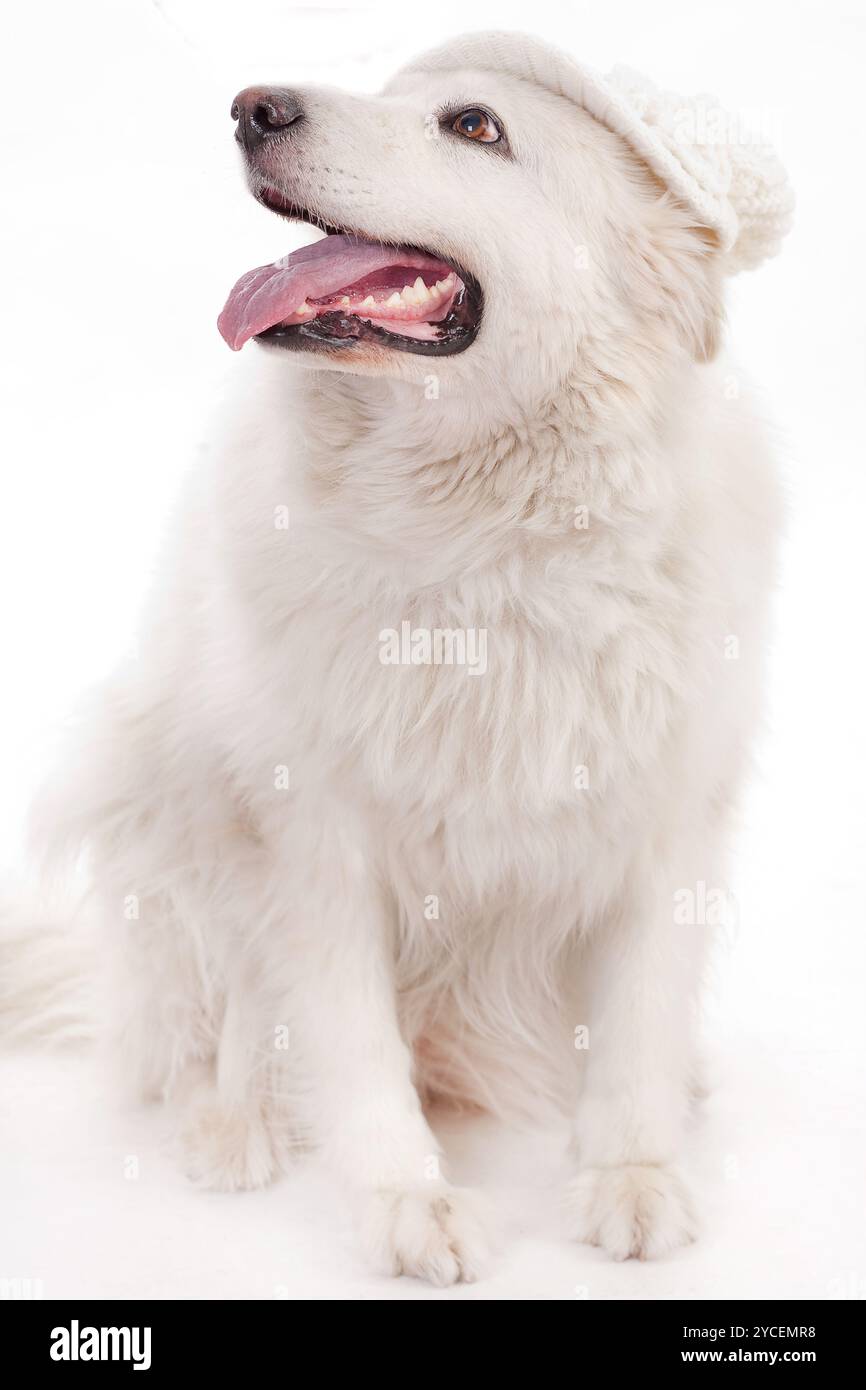 Dog cap hi-res stock photography and images - Alamy