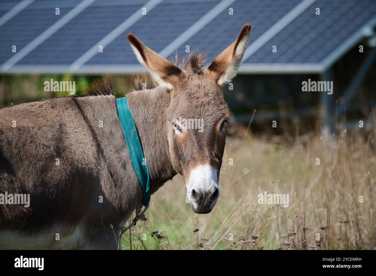 A brown donkey with tall ears standing in a green field. The blurred ...
