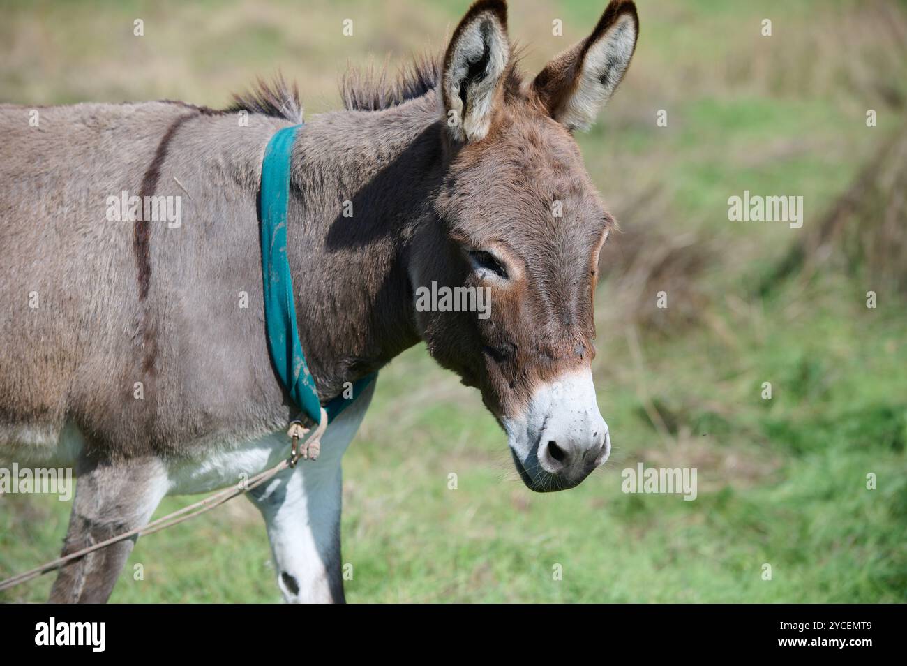 A brown donkey with tall ears standing in a green field. The blurred ...