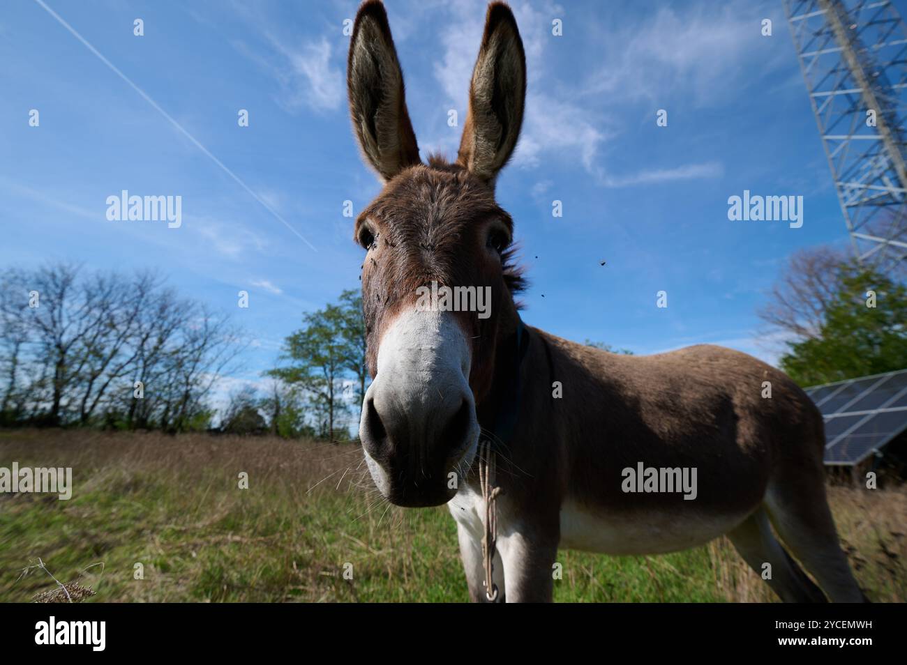 A brown donkey with tall ears standing in a green field. The blurred ...