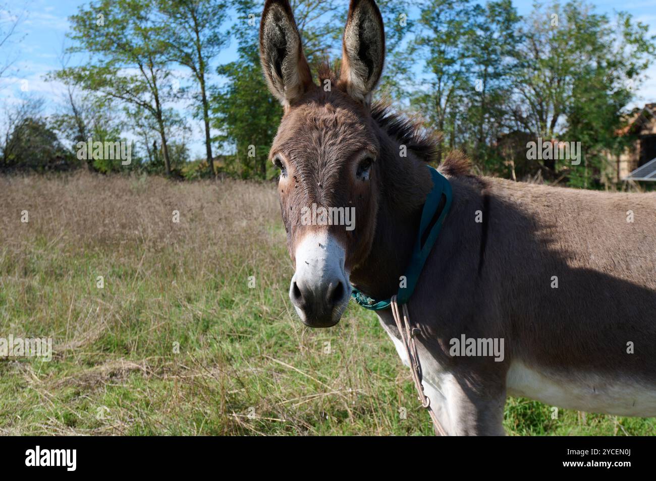 A brown donkey with tall ears standing in a green field. The blurred ...