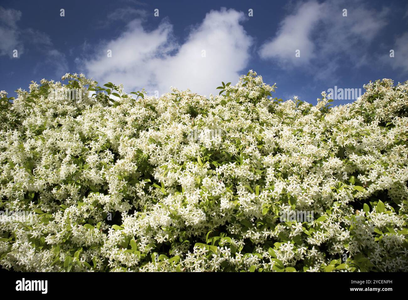 View of a hedge hedge of a flower jasmine Stock Photo - Alamy