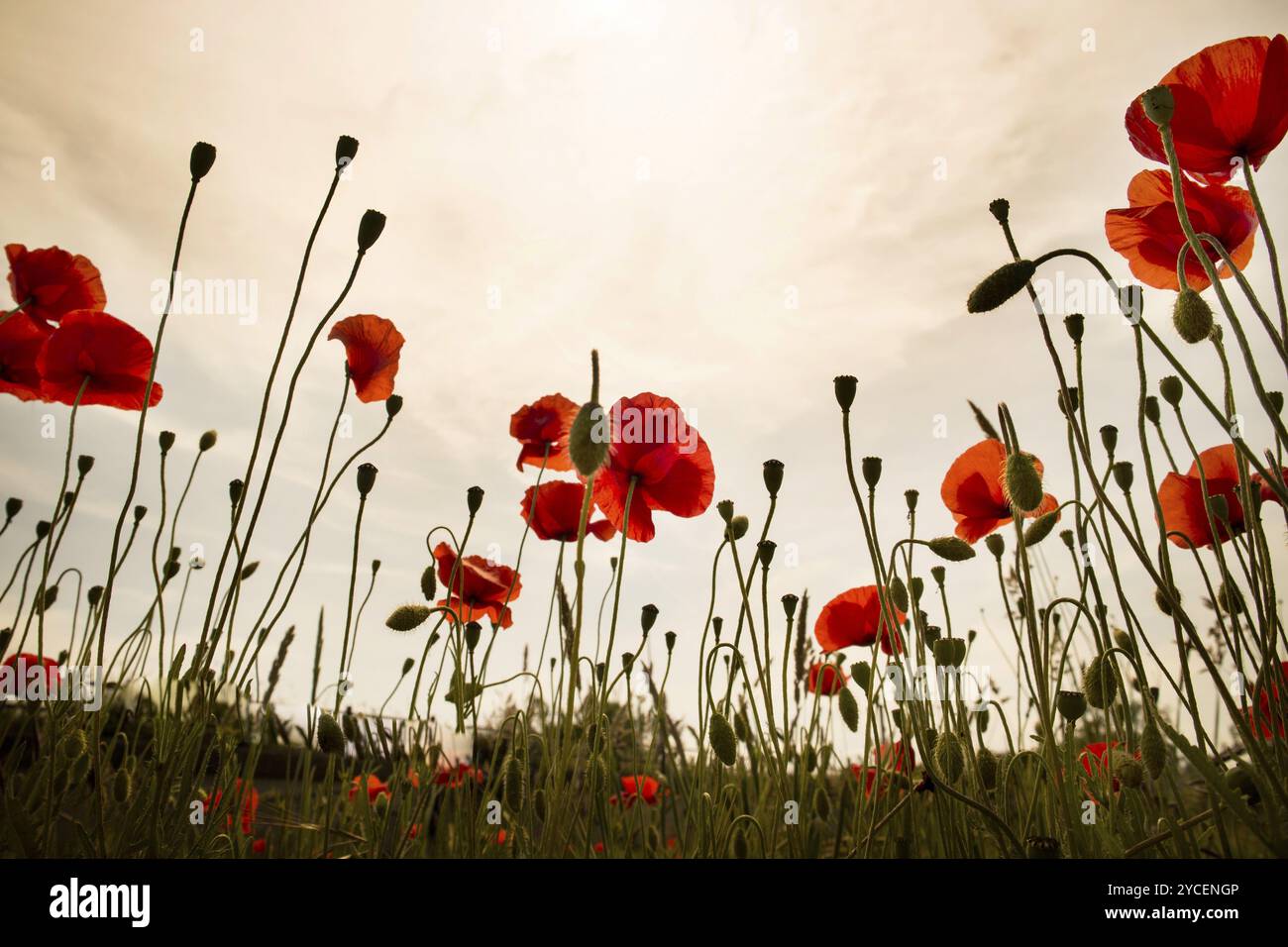 Taken from the bottom of a group of late-night poppies Stock Photo - Alamy