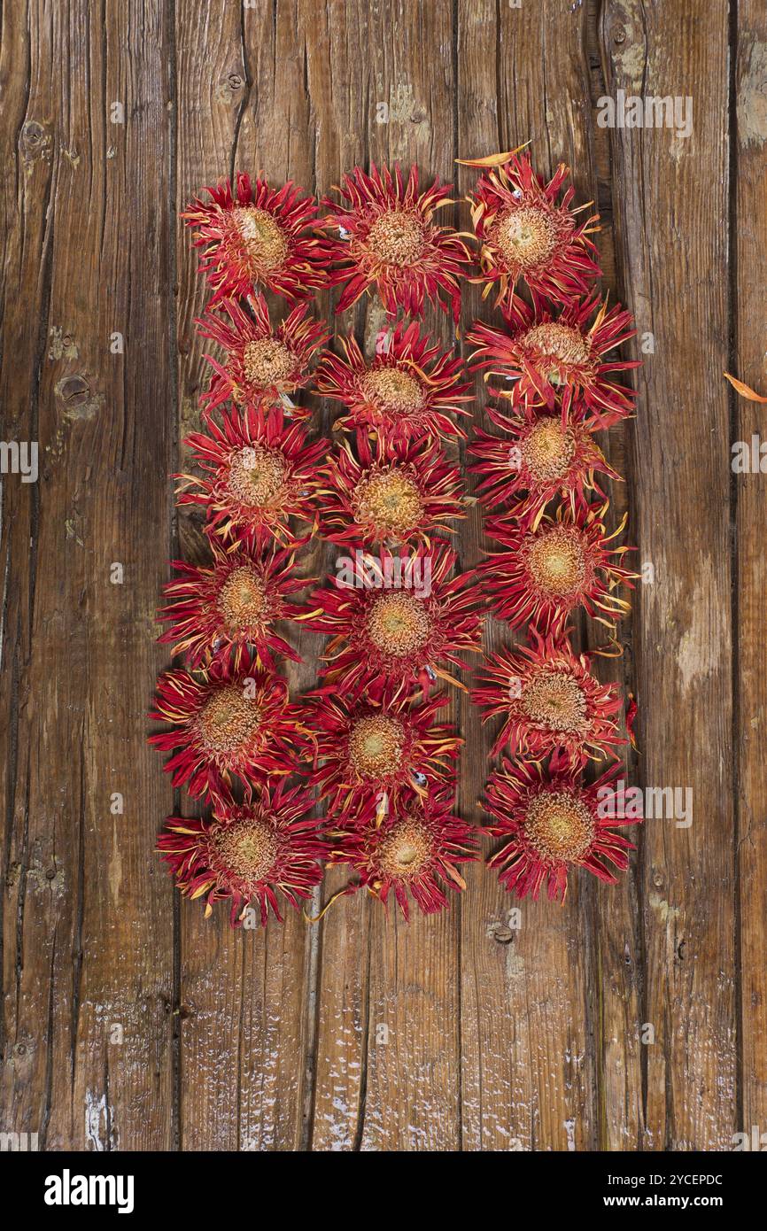 The flower of orange gerbera dried naturally in the sun Stock Photo - Alamy