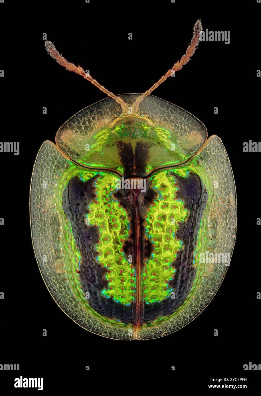 sweet potato tortoise beetle Stock Photo - Alamy