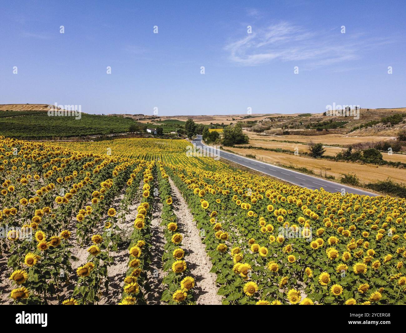 Aerial shot sunflower field blossoming hi-res stock photography and ...