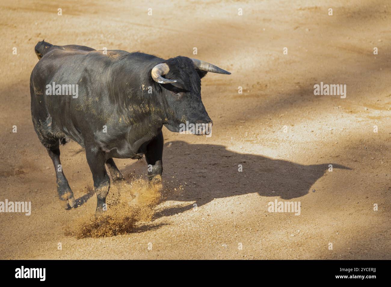 Empty bullring arena bullfight hi-res stock photography and images - Alamy