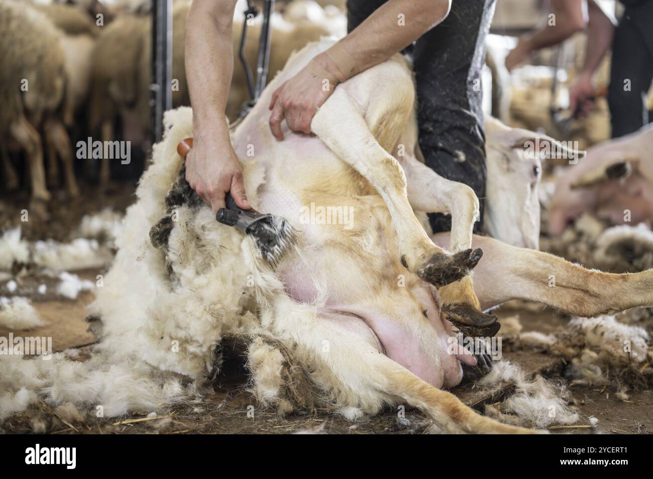 Sheep wool shearing by farmer. Shearing the wool from sheep Stock Photo ...