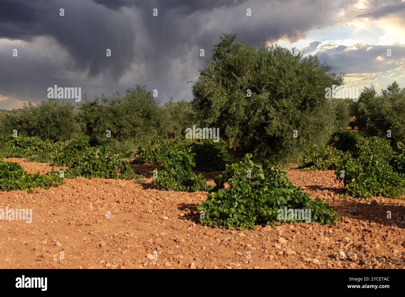 Spanish rural landscape of olive grove and vineyard Stock Photo - Alamy