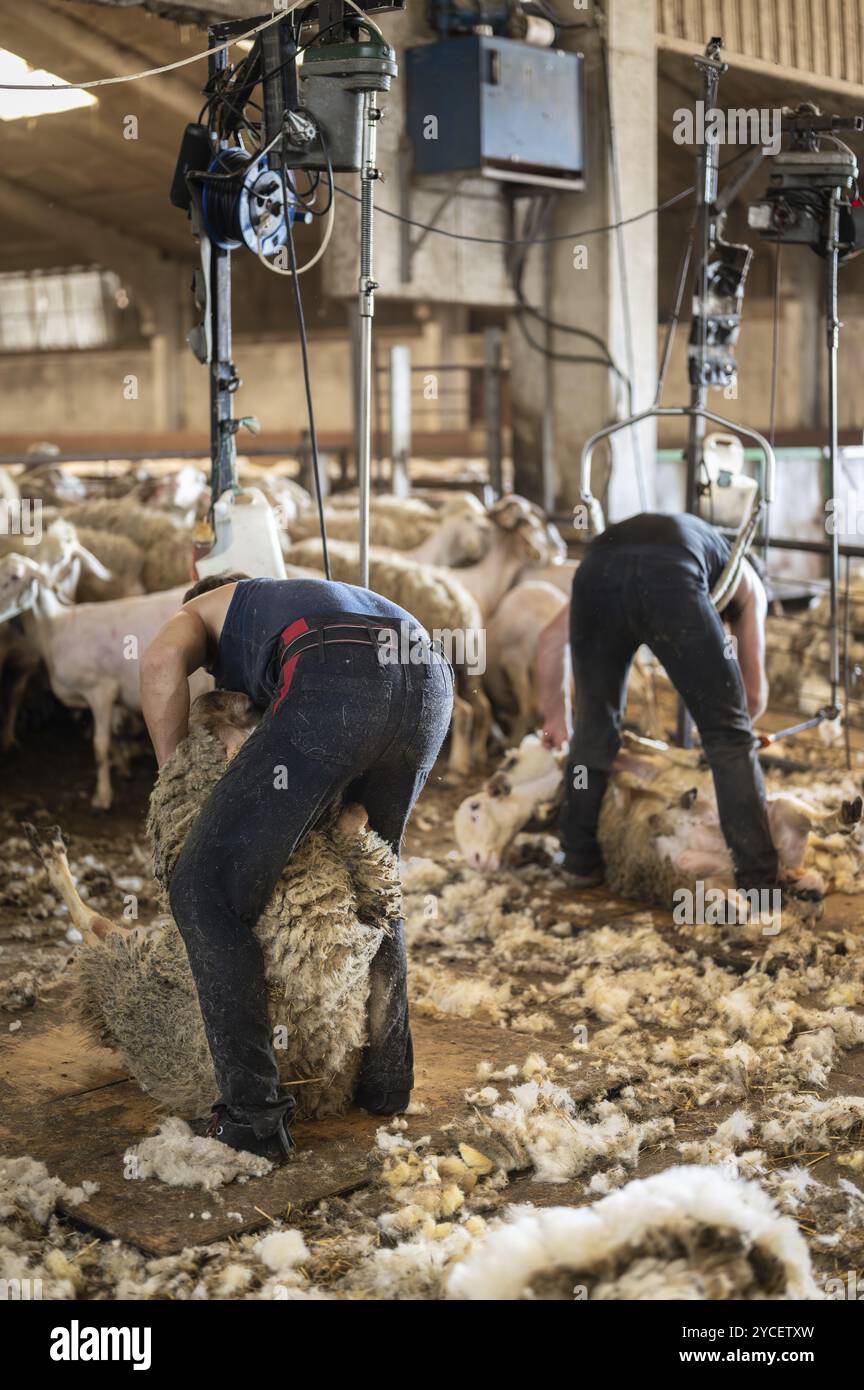 Sheep wool shearing by farmer. Shearing the wool from sheep Stock Photo ...