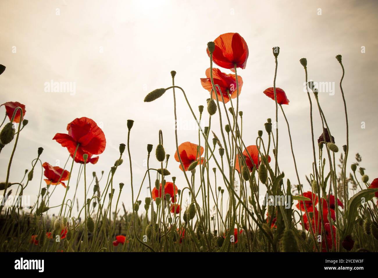 Taken from the bottom of a group of late-night poppies Stock Photo - Alamy
