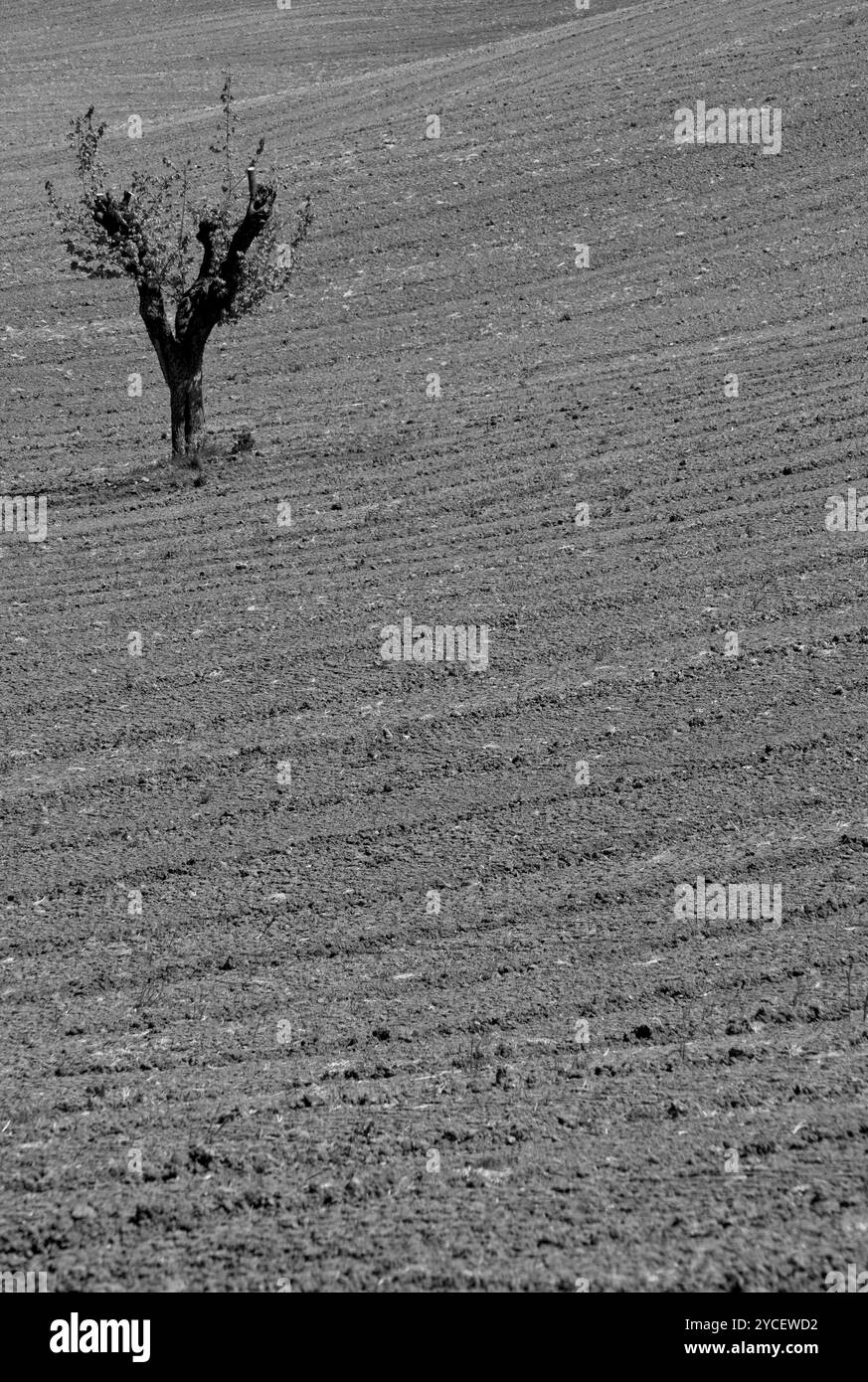 Wine fields italy Black and White Stock Photos & Images - Alamy