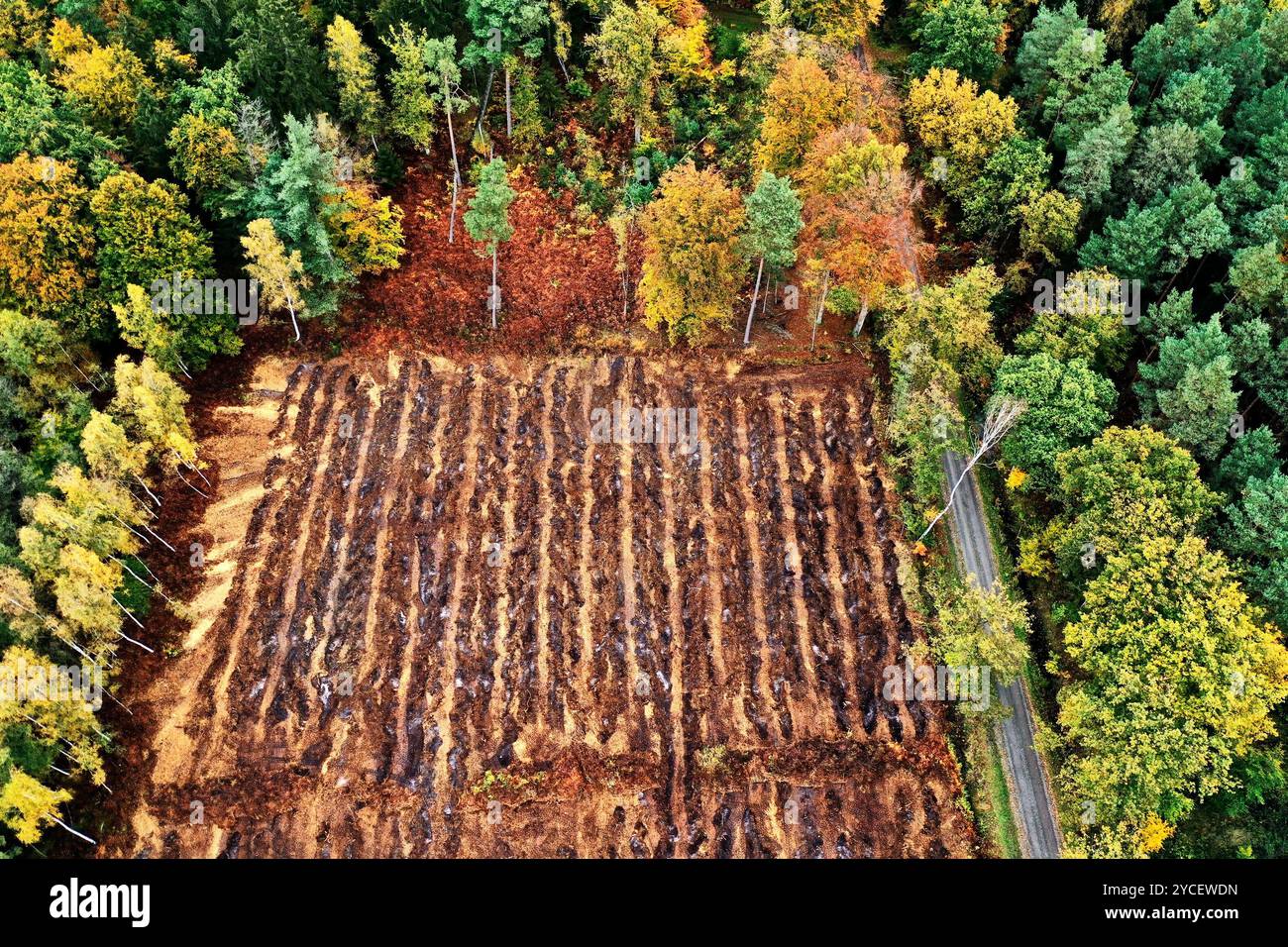 Aerial view of a forest in autumn showing deforestation and ...