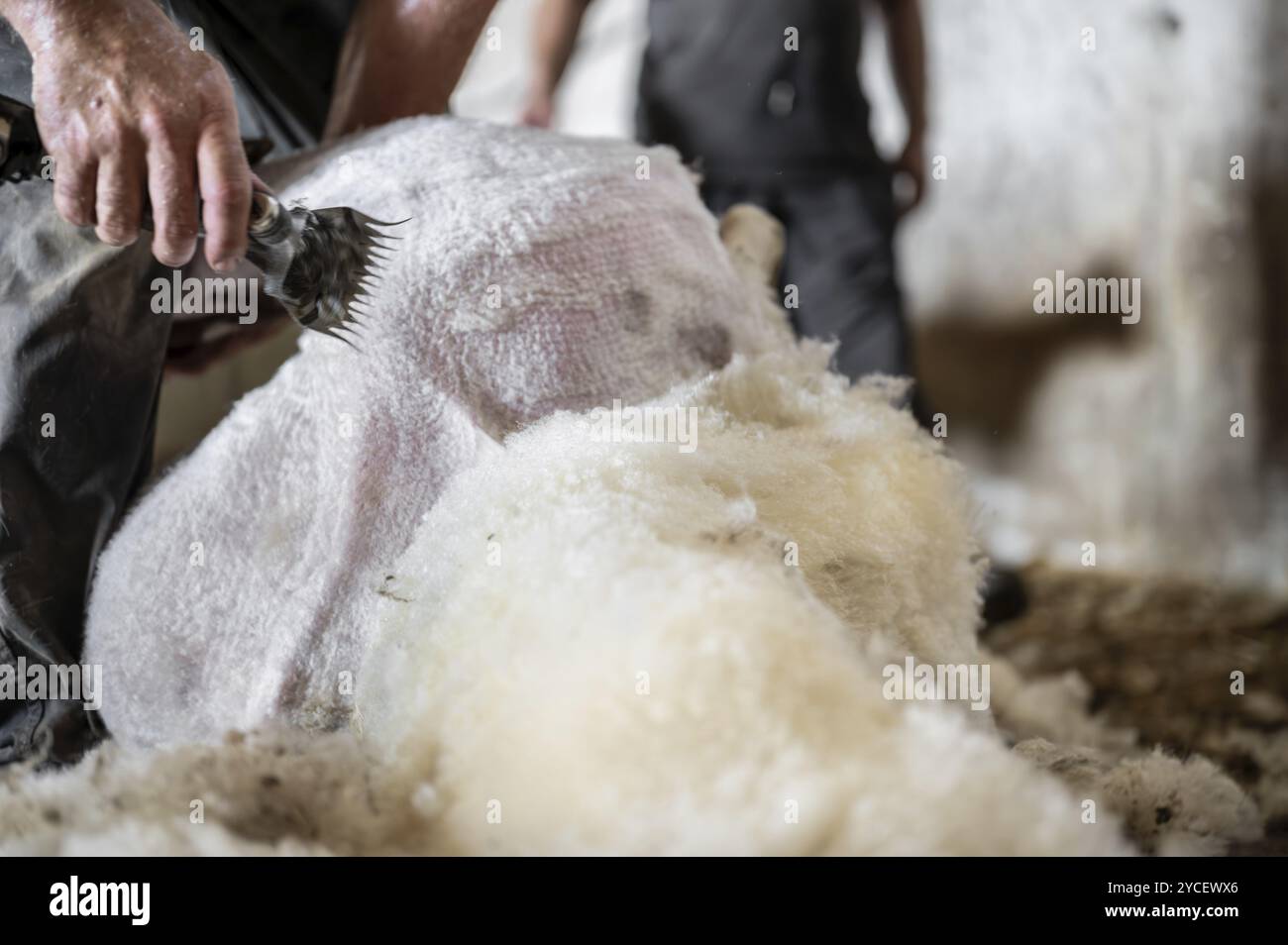 Sheep wool shearing by farmer. Shearing the wool from sheep Stock Photo ...