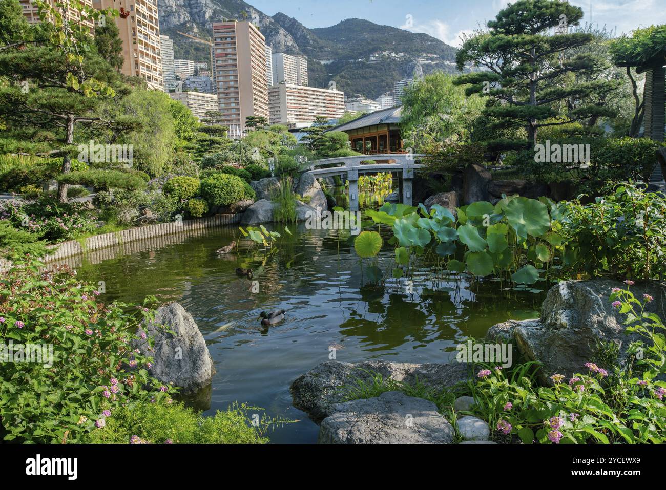 Amazing view on Japanese garden in Monaco, blossoms of lantana bushes.Pond and wooden pavilion ...