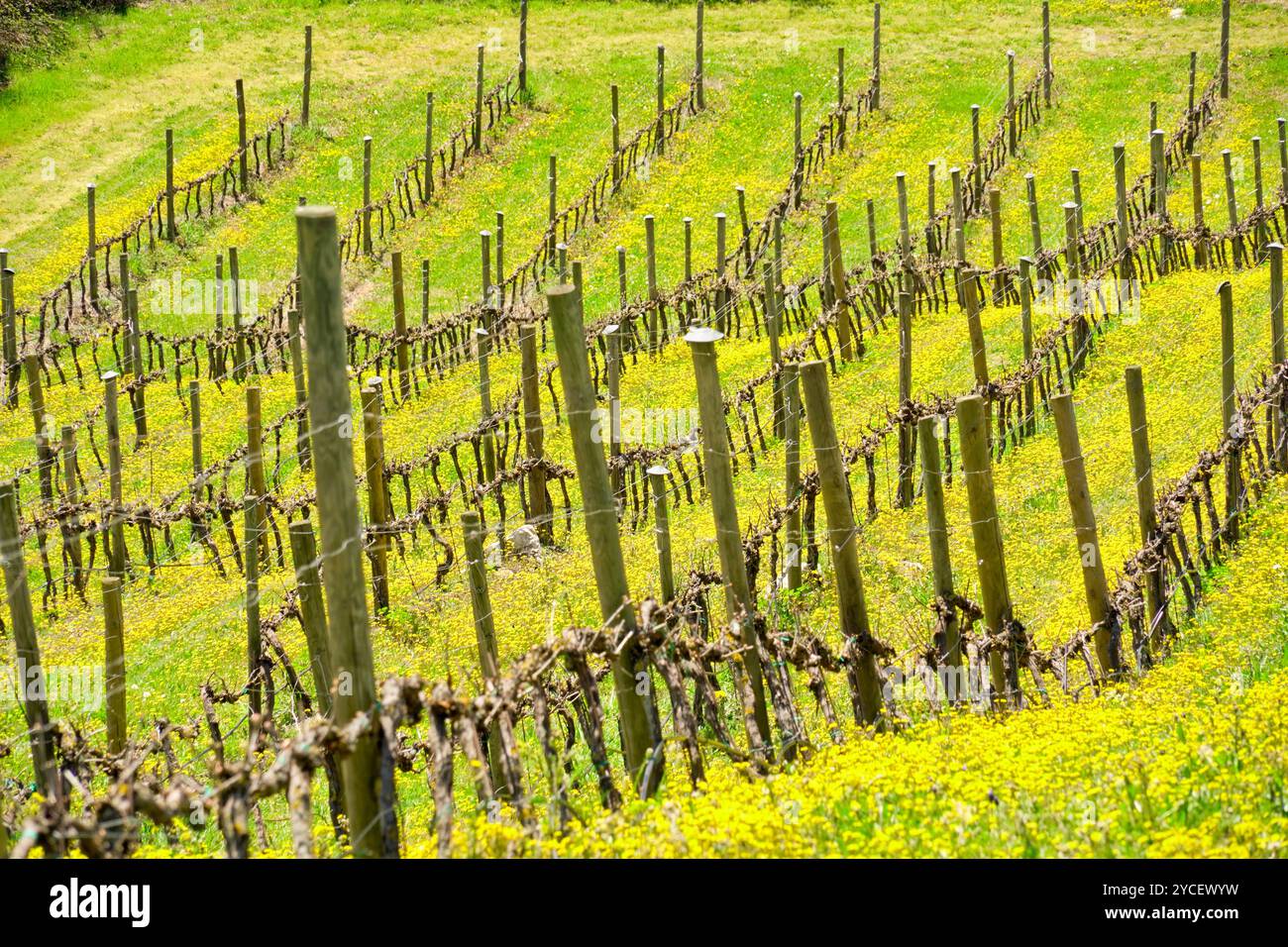 Landscapes and colors of the spring flowering of the Emilia-Romagna ...