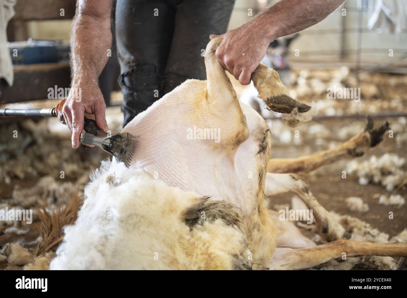 Sheep wool shearing by farmer. Shearing the wool from sheep Stock Photo ...
