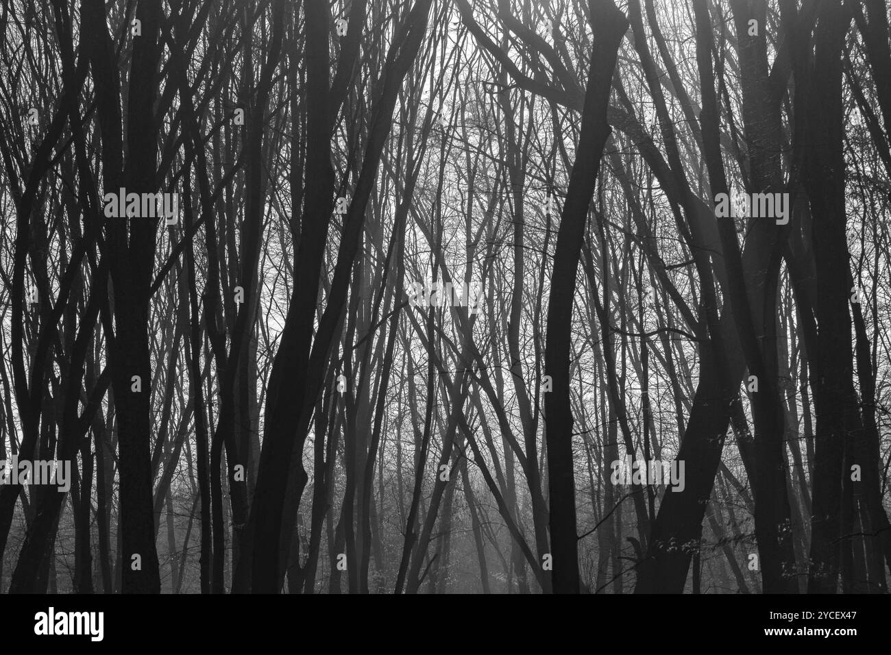 Hoia Baciu Forest, World?s Most Haunted Forest with a reputation for ...