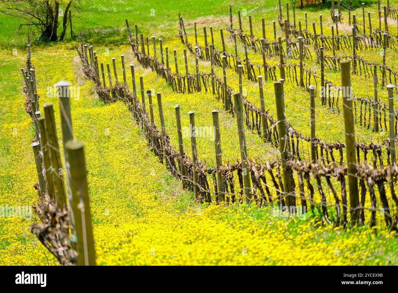 Landscapes and colors of the spring flowering of the Emilia-Romagna ...