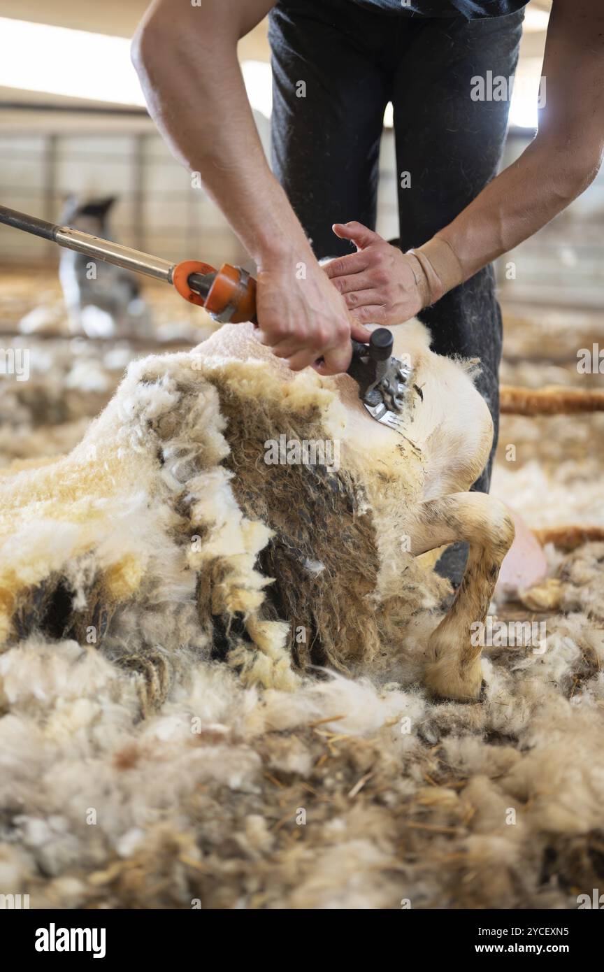 Sheep wool shearing by farmer. Shearing the wool from sheep Stock Photo ...