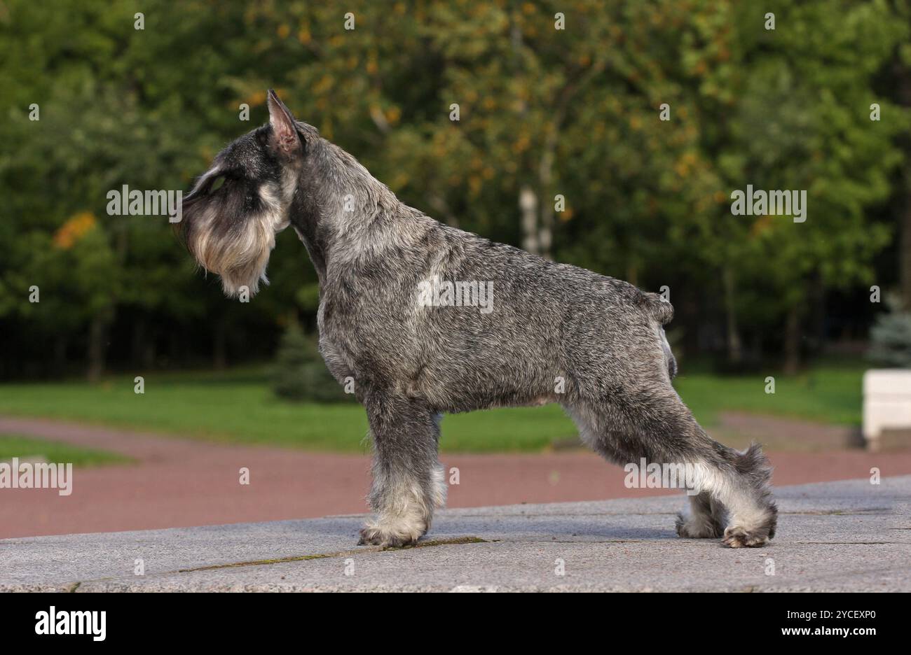 Standing of dog Stock Photo - Alamy
