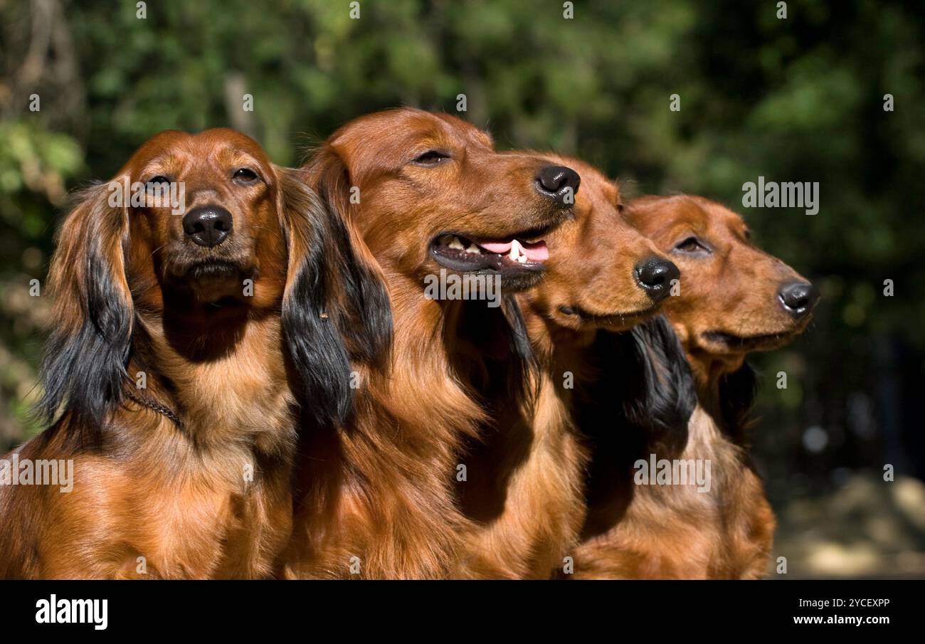 Group happy dogs sitting hi-res stock photography and images - Alamy