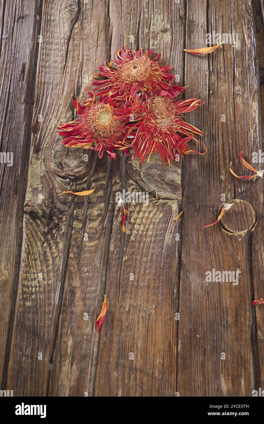 The flower of orange gerbera dried naturally in the sun Stock Photo - Alamy