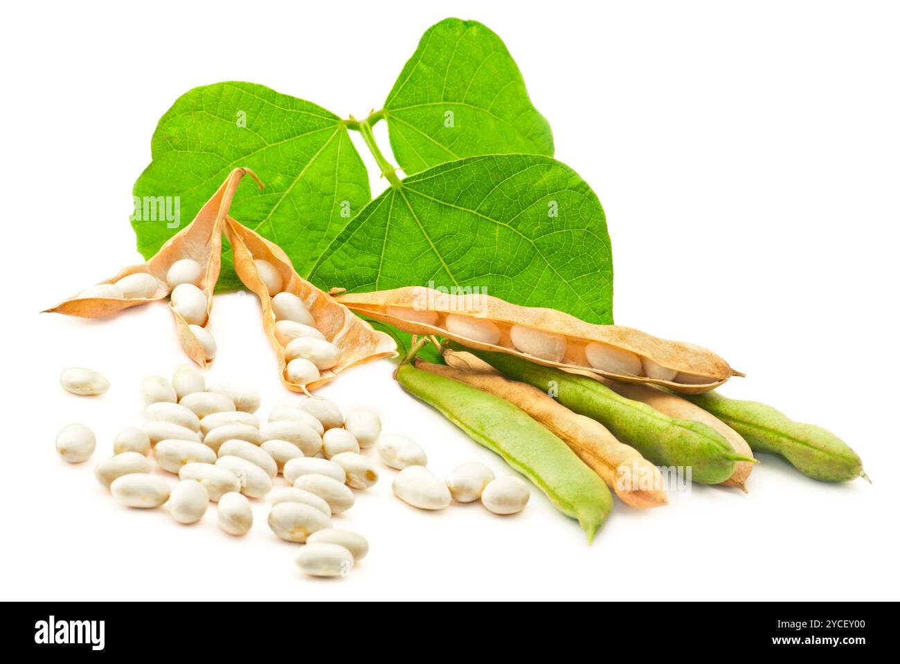 Healthy fresh kidney beans Cut Out Stock Images & Pictures - Alamy