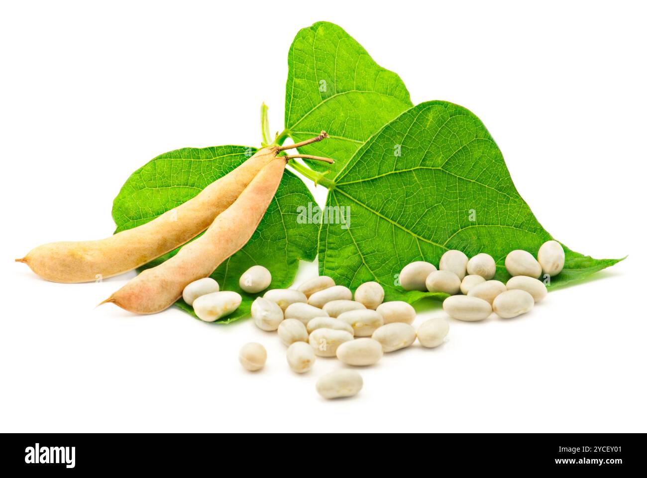 Soya bean plant Cut Out Stock Images & Pictures - Alamy