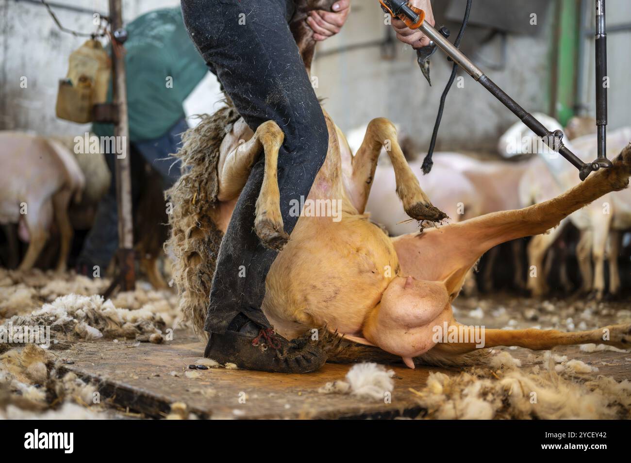 Sheep wool shearing by farmer. Shearing the wool from sheep Stock Photo ...