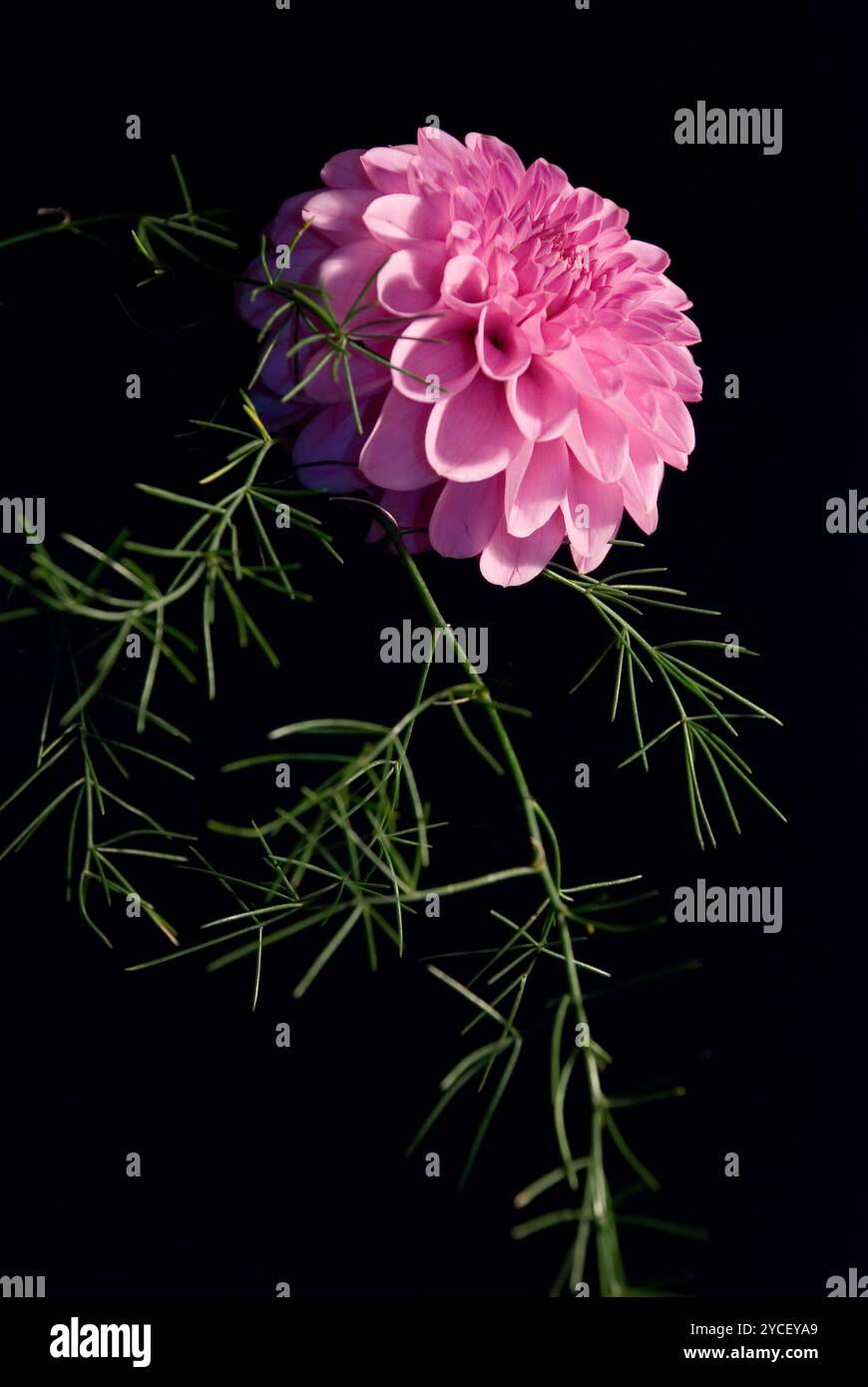 golden-daisy over black background Stock Photo - Alamy