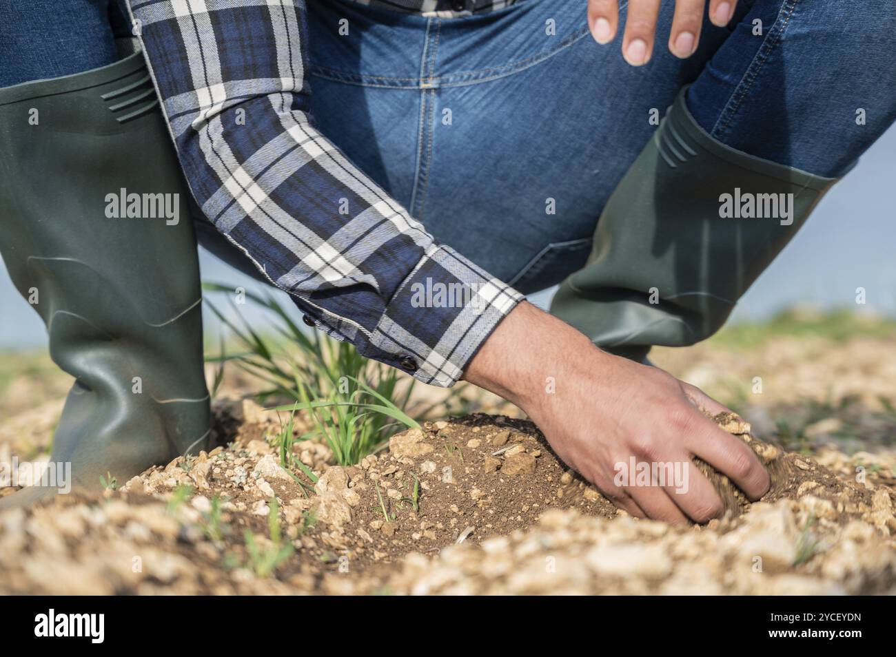 Male hands touching soil on the field. Expert hand of farmer checking ...