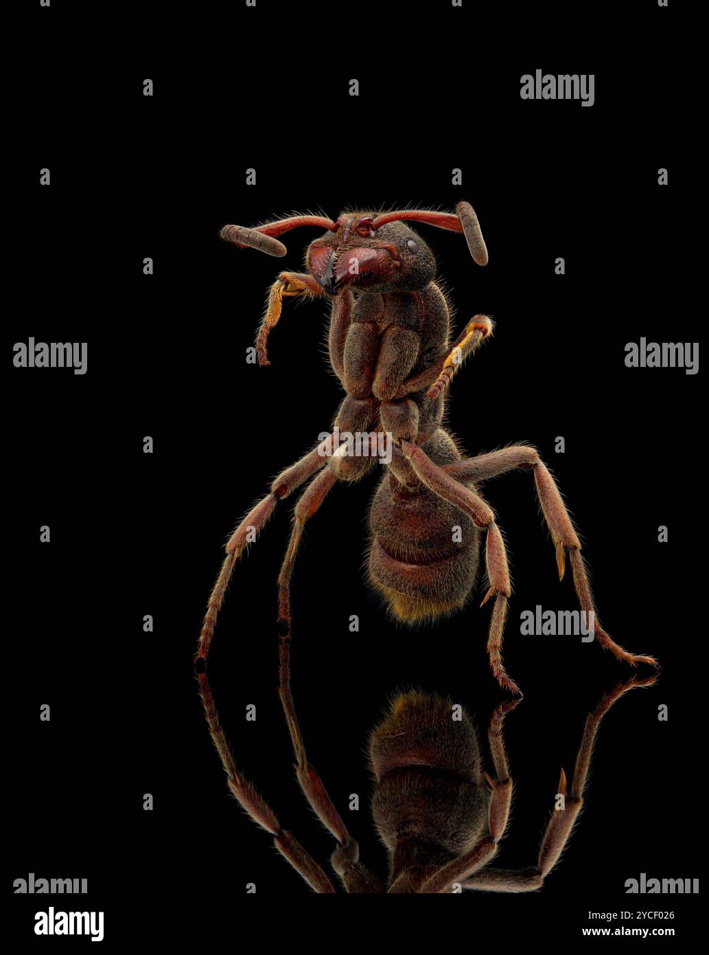 red-legged worker ant Stock Photo - Alamy