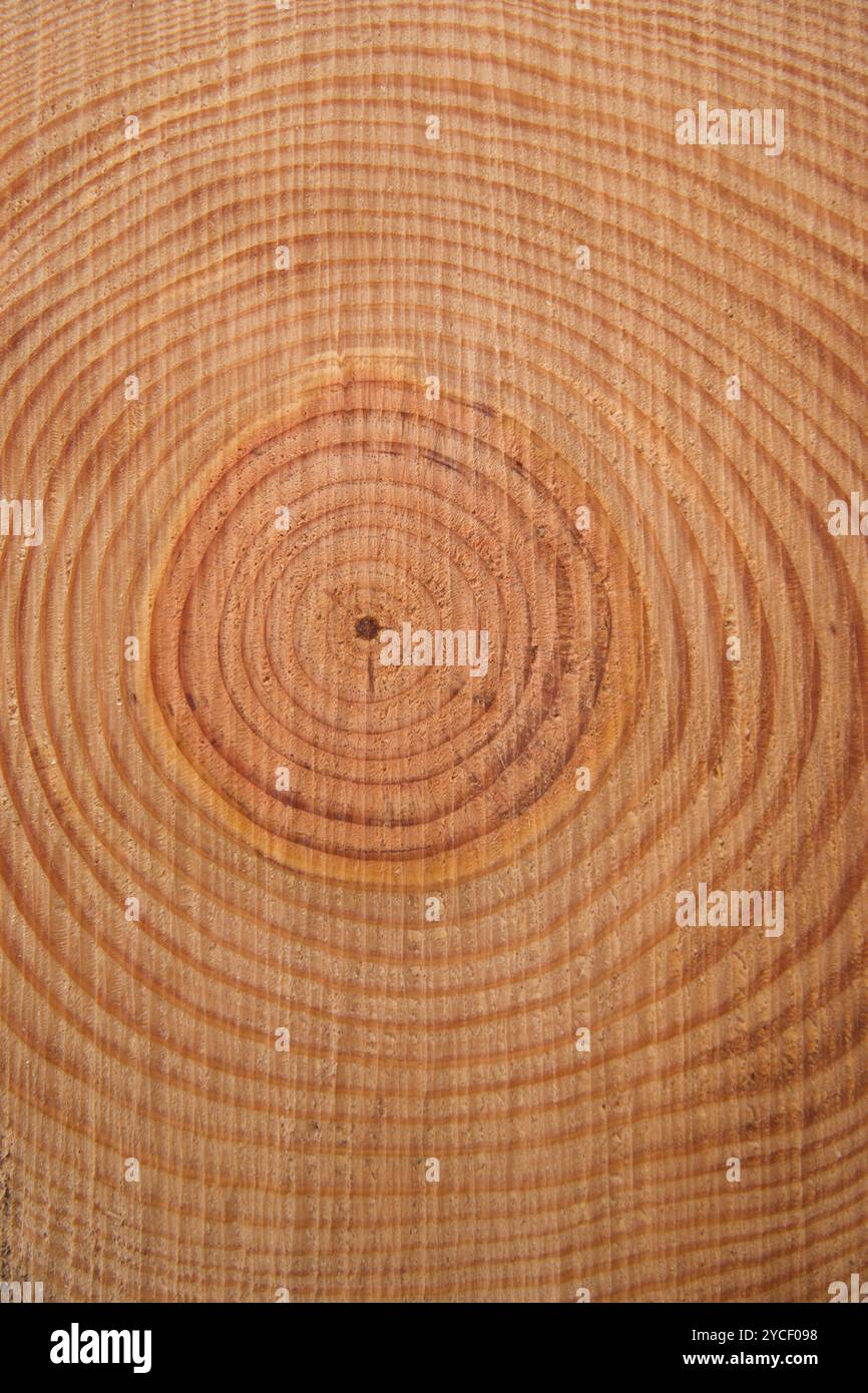 Details of the rings perpendicular to the trunk of a pine tree Stock ...