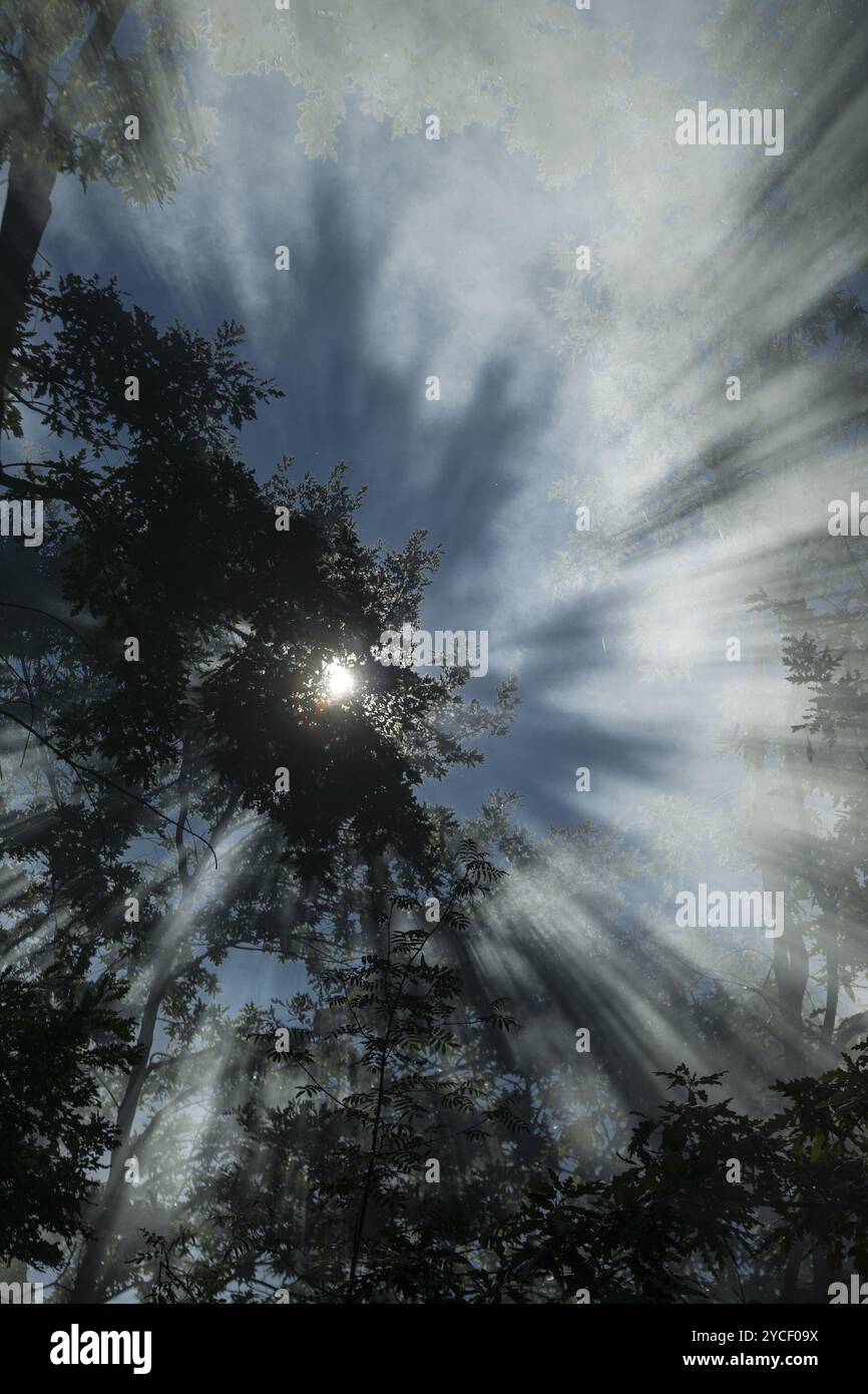 The effects that make the sun's rays at dawn in the woods Stock Photo ...