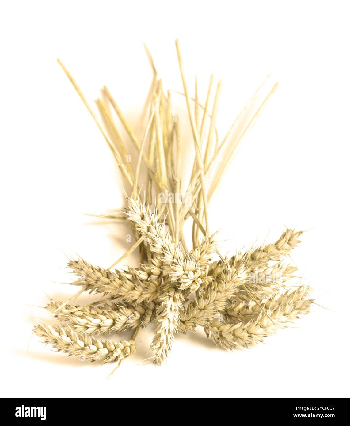 Wheat field detail Cut Out Stock Images & Pictures - Alamy