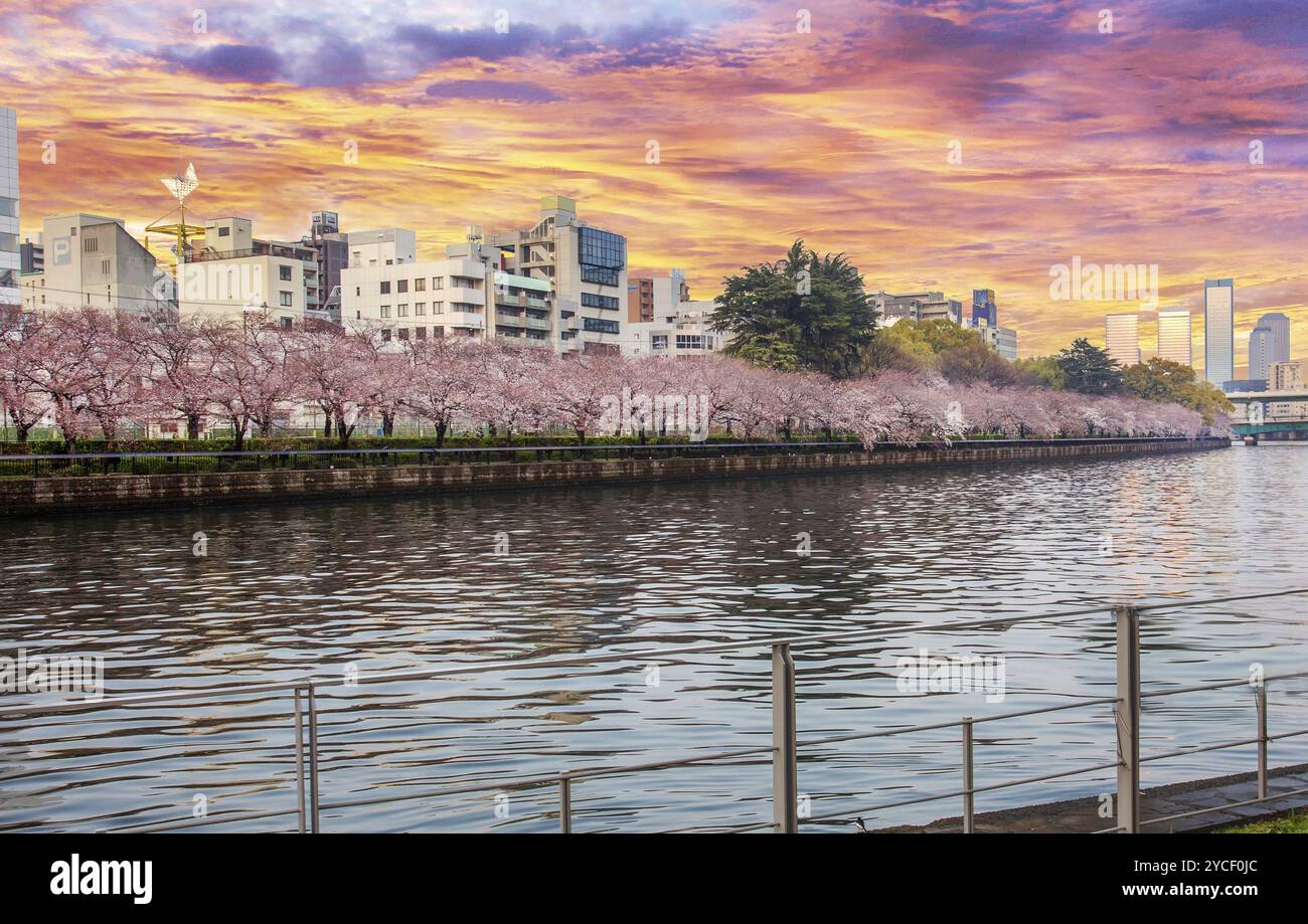 Sunset cherry blossoms hi-res stock photography and images - Alamy