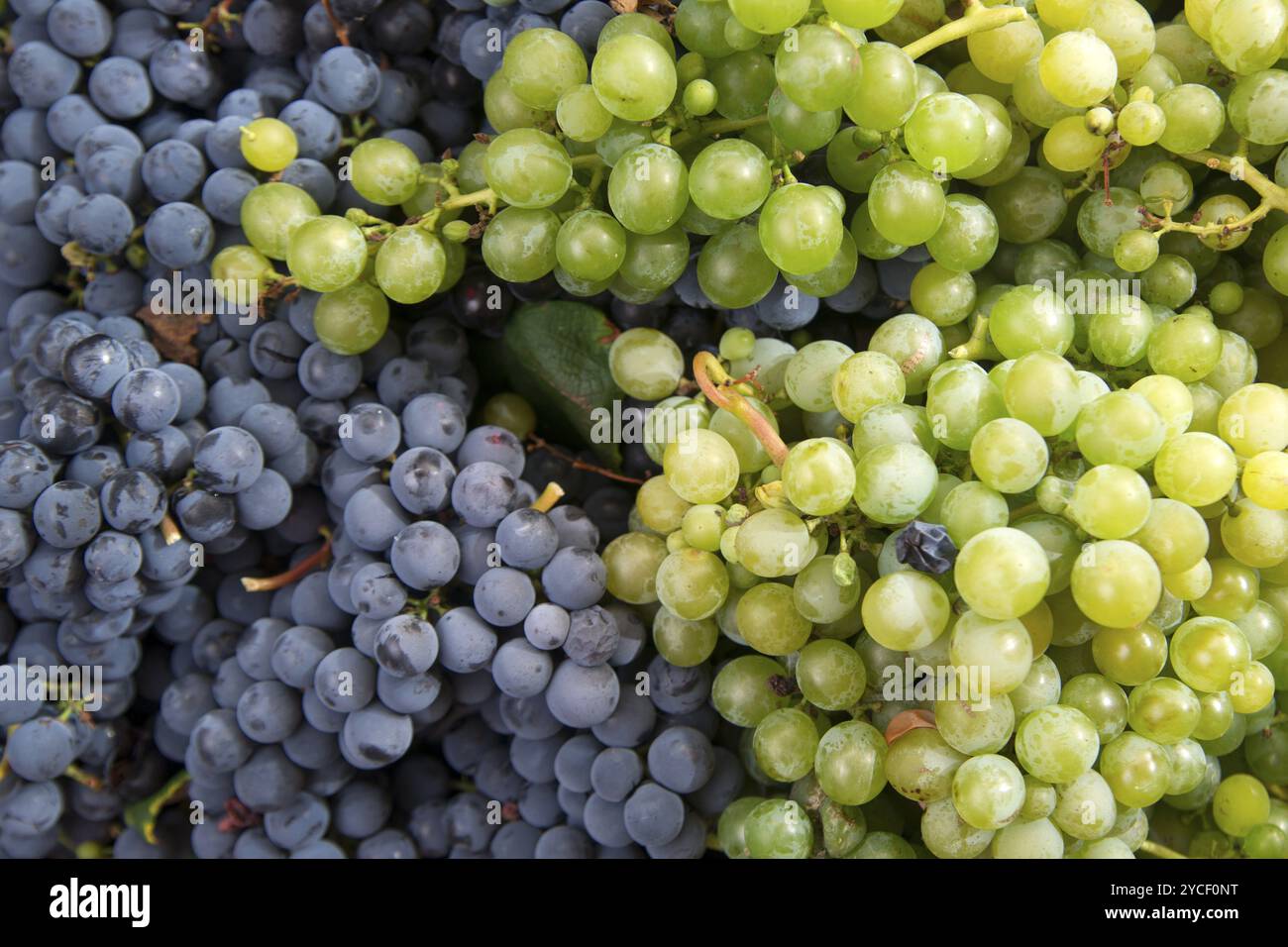 End of September, the time of the grape harvest Stock Photo - Alamy