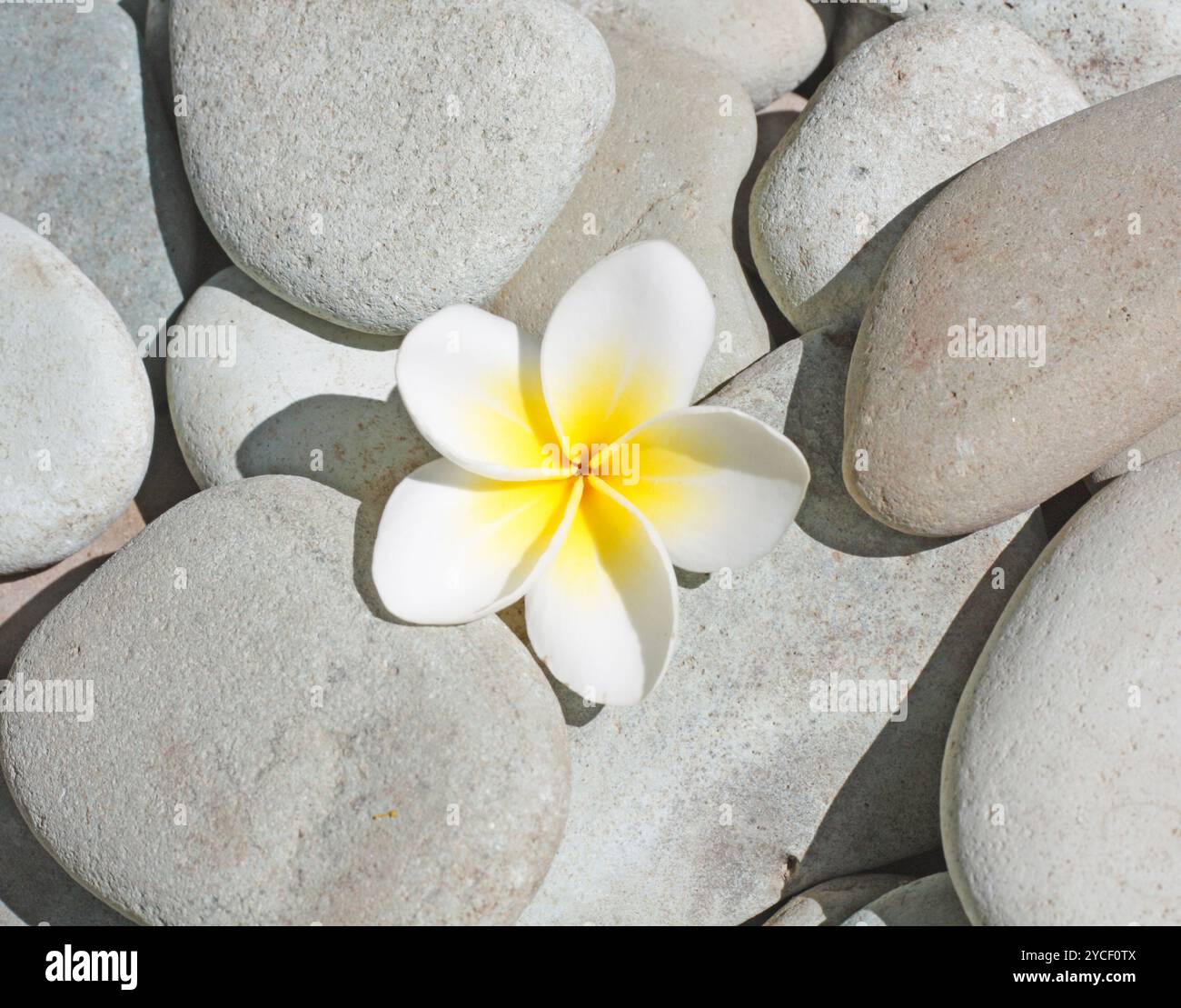 Frangipani arrangement hi-res stock photography and images - Alamy