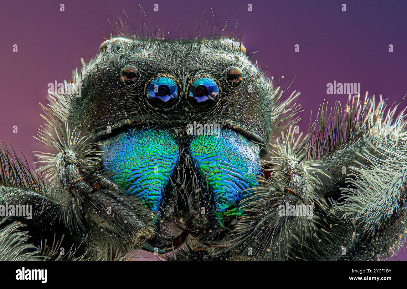 jumping spider avatar Stock Photo - Alamy