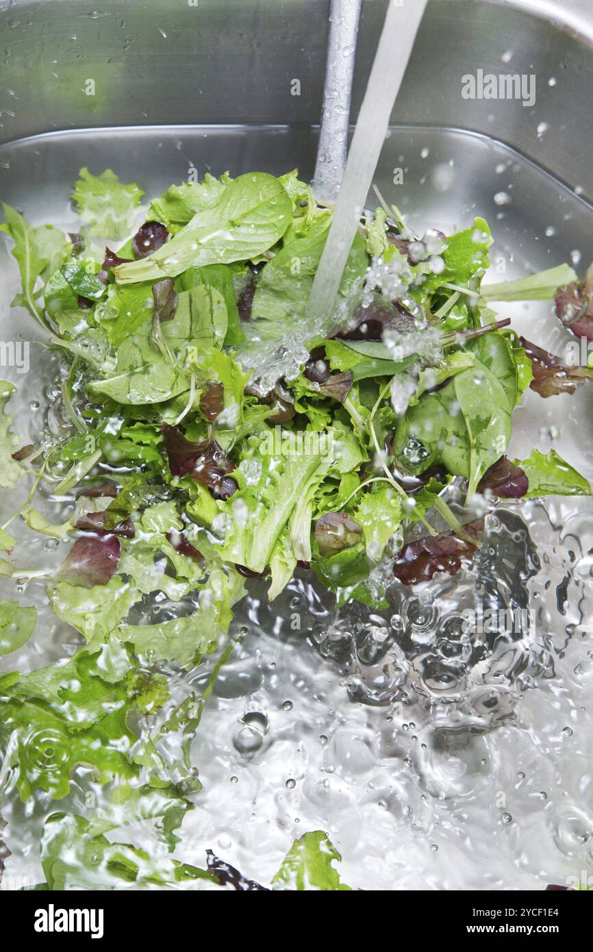 The washing salad in the kitchen sink Stock Photo - Alamy