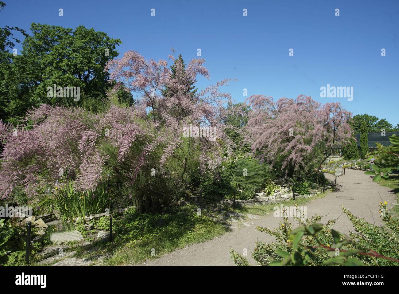 Tamarix gallica is a small tree popular in Saudi Arabia and the ...