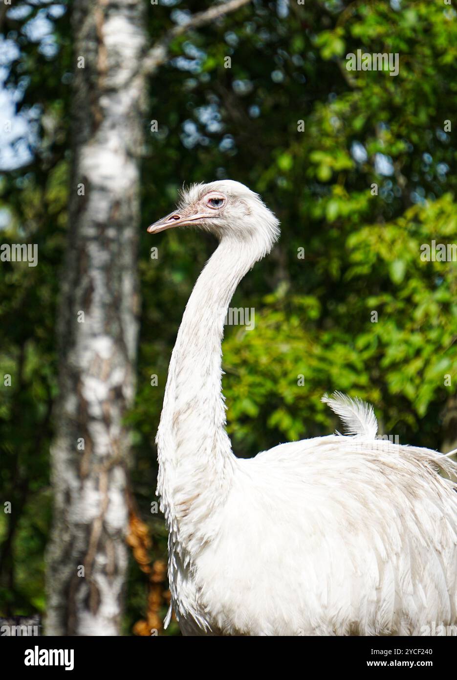 Rhea plant hi-res stock photography and images - Alamy
