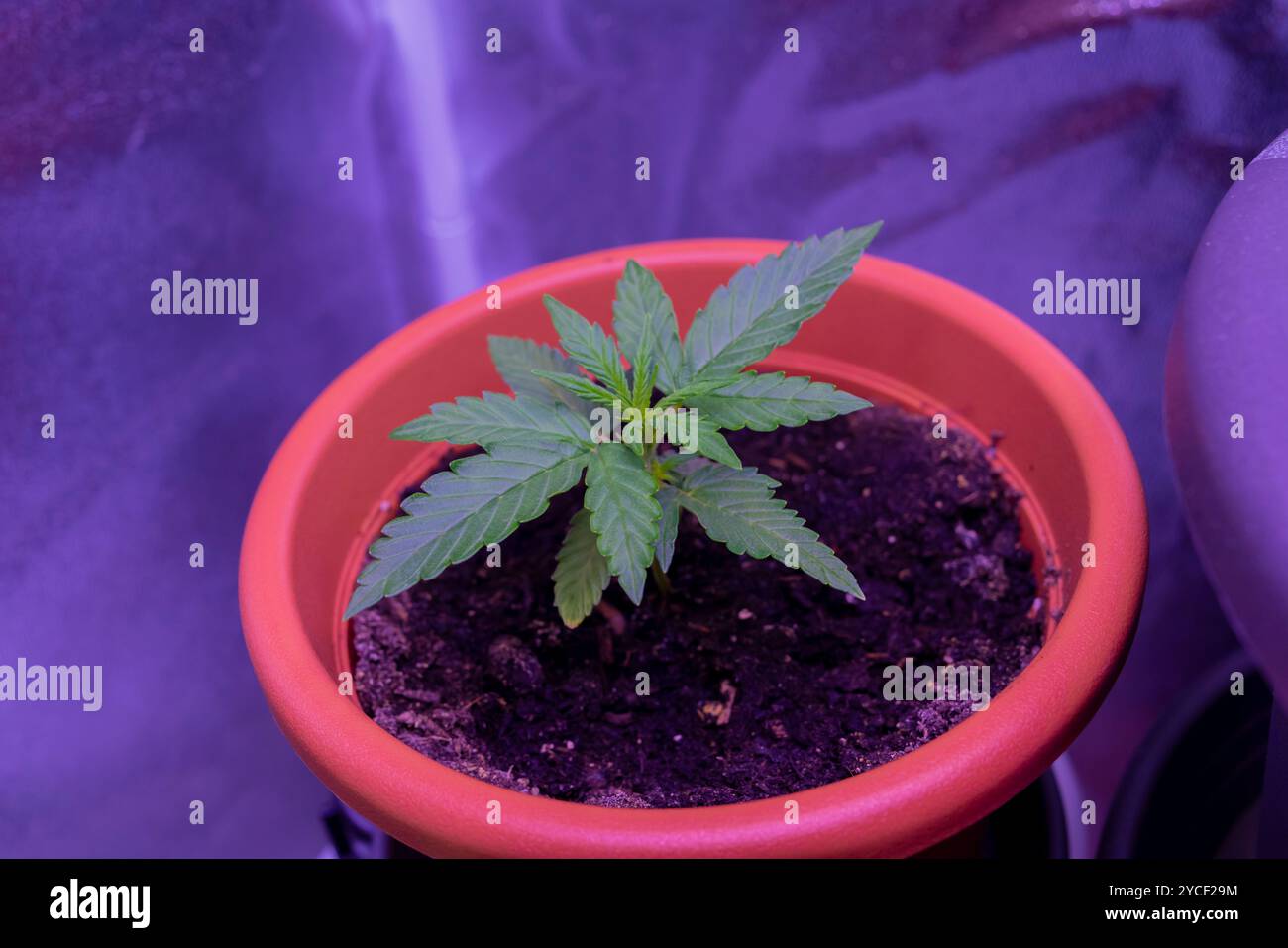 A very young cannabis plant in a flower pot, Titan F1 Hybrid Auto Stock ...