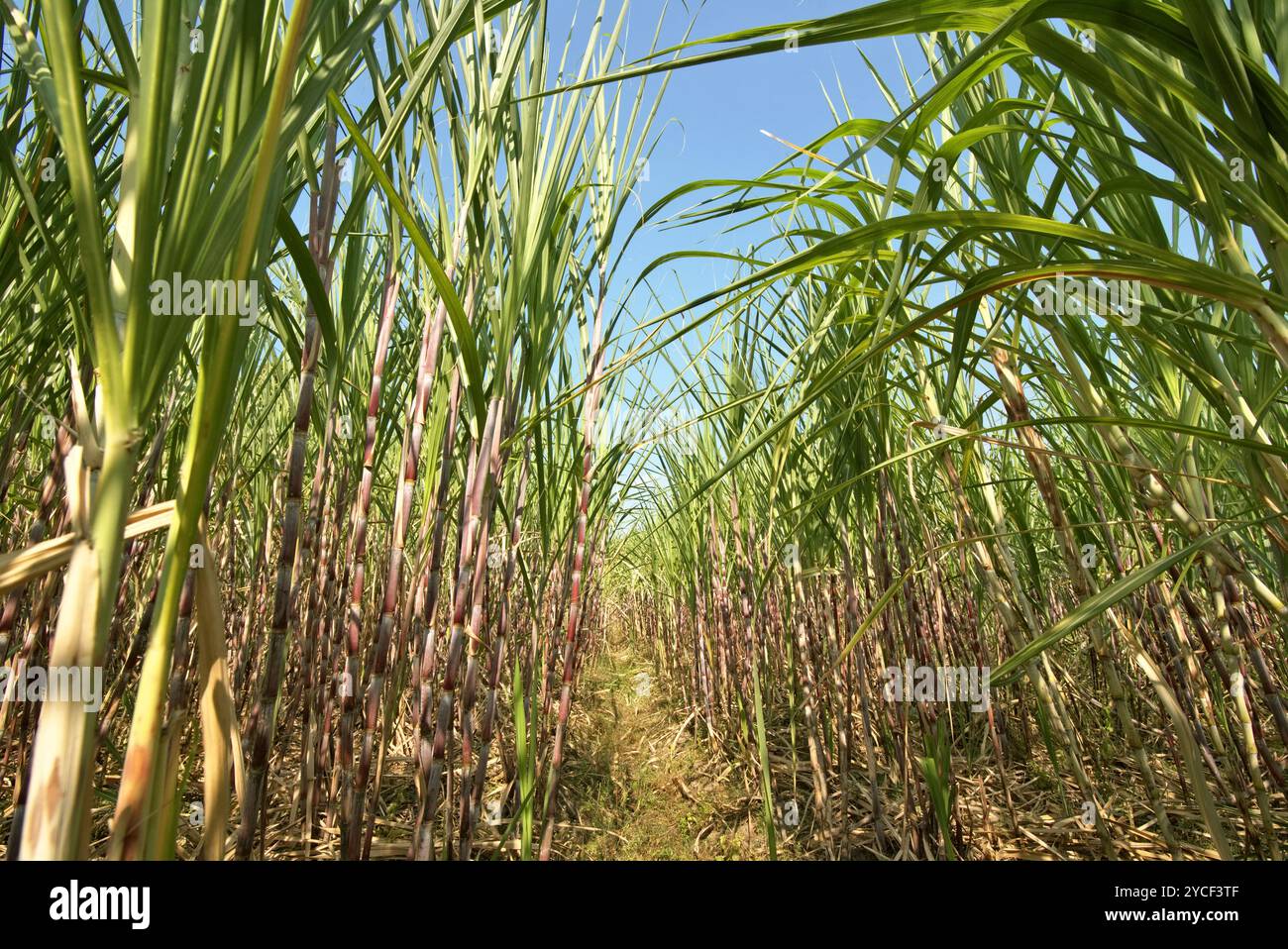 Sugar cane plantation in java hi-res stock photography and images - Alamy