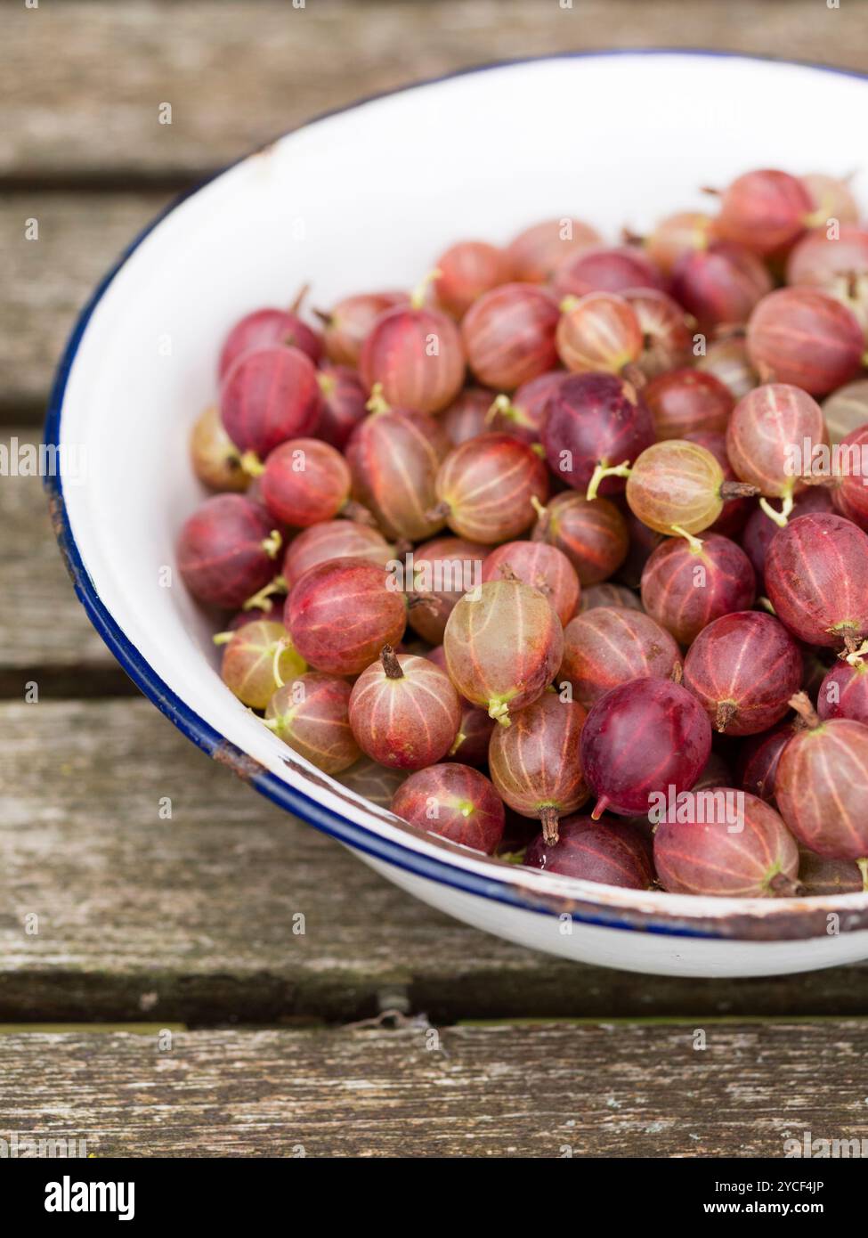 Freshly harvested red gooseberries (Ribes uva-crispa) in an enamel bowl ...